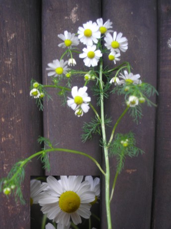 Herbář - Fotoalbum - Byliny - Byliny - hermanek.jpg