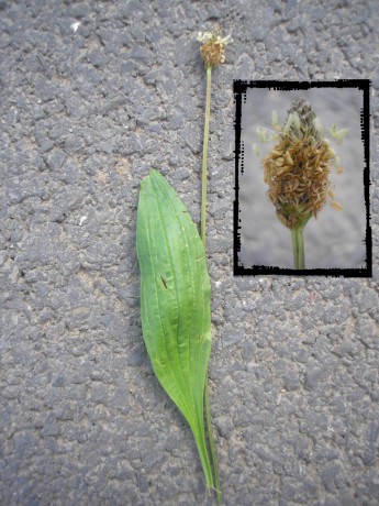 Herbář - Fotoalbum - Byliny - Byliny - jitrocel.jpg